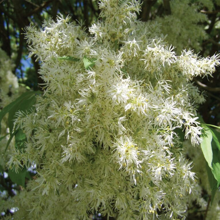 Fraxinus ornus ‘Meczek’ - Konya Ağaç